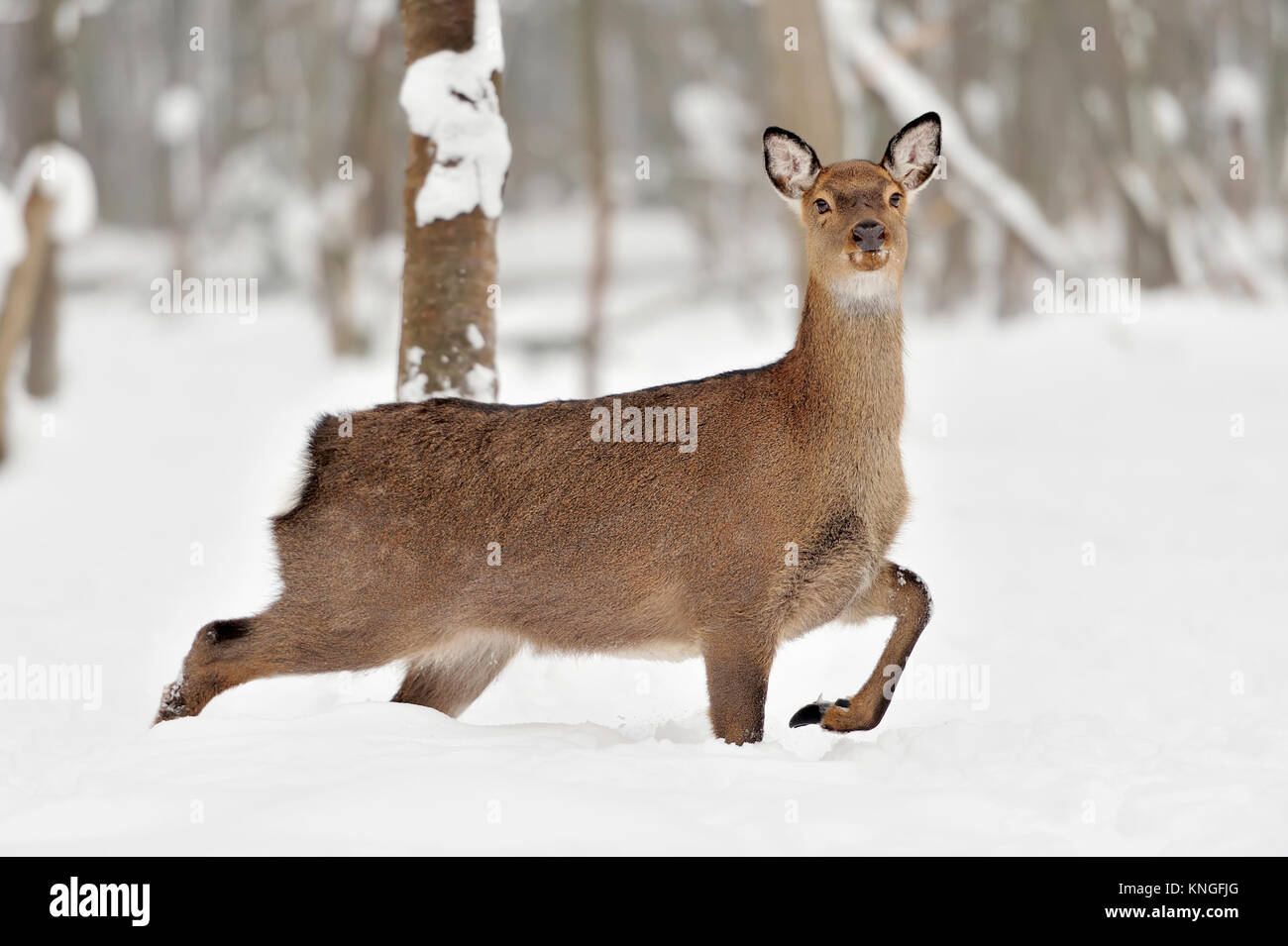 Young red deer in scottish hi-res stock photography and images - Alamy