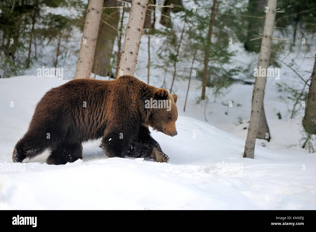 Bear in winter forest Stock Photo - Alamy
