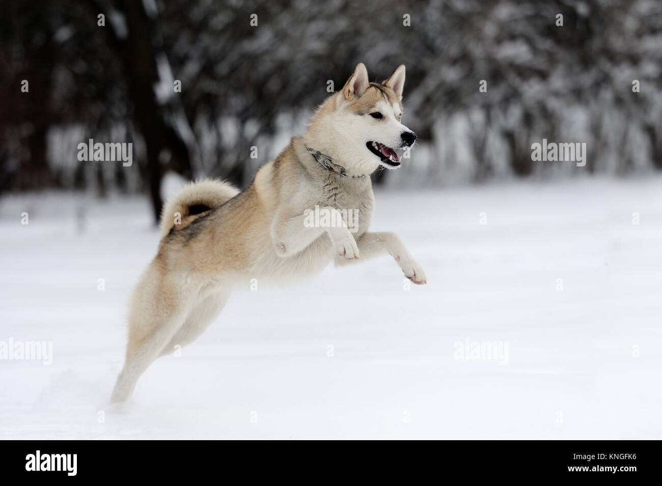 Young white wolf in hi-res stock photography and images - Alamy
