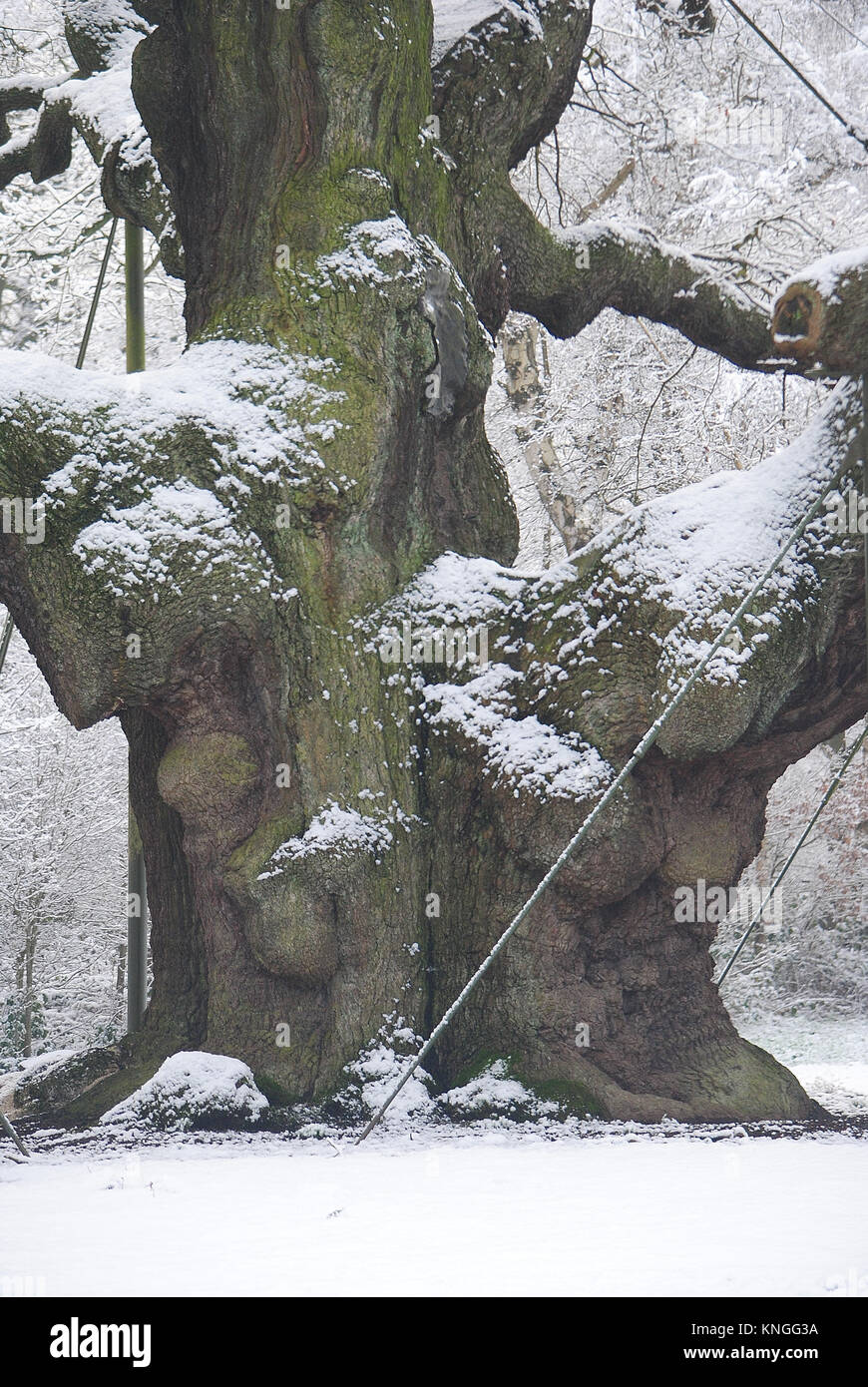 Major oak tree sherwood forest hi-res stock photography and images - Alamy