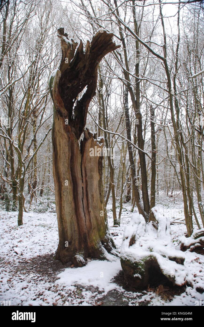 The Old Oak Trees of Sherwood Forest. The Home of Robin Hood Stock ...