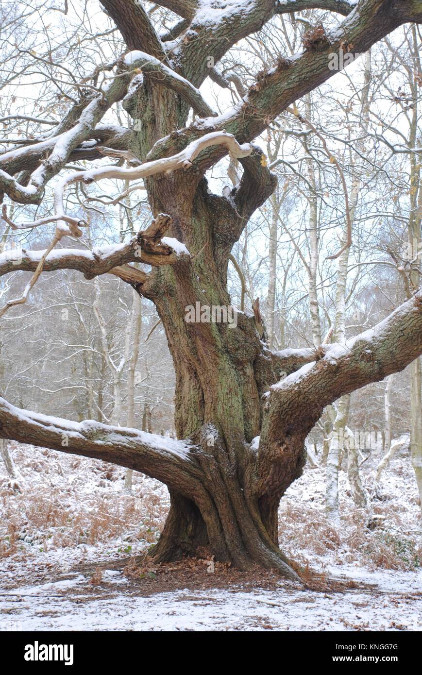 The Old Oak Trees of Sherwood Forest. The Home of Robin Hood Stock ...