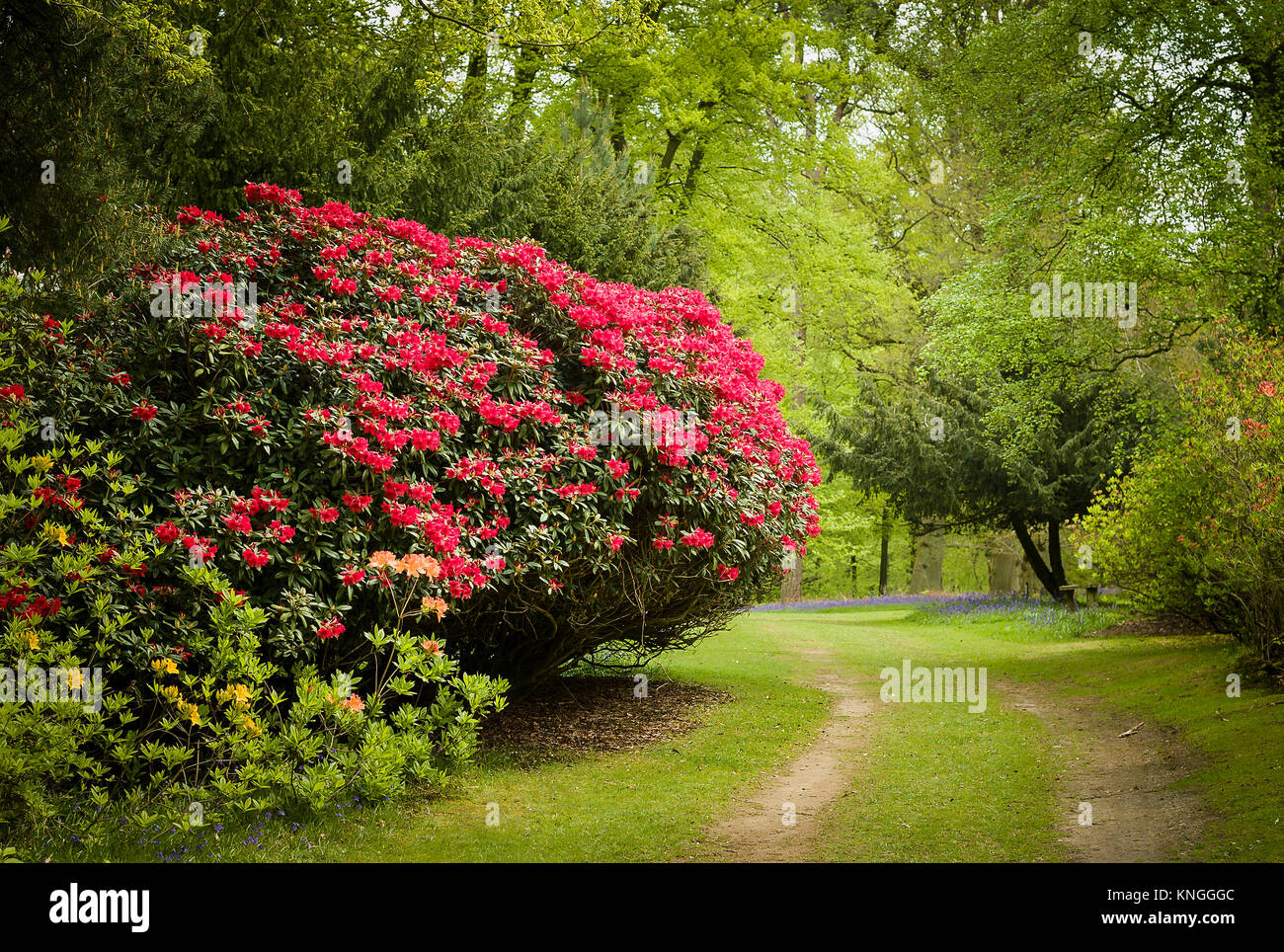 Rhododendron gardens hi-res stock photography and images - Alamy
