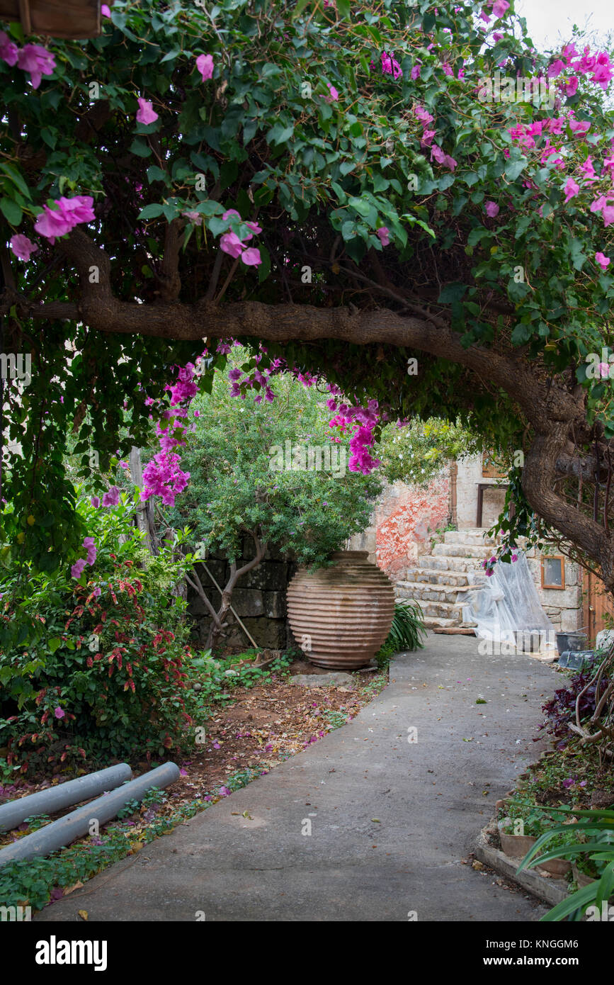 Pink flowers in an old Greek garden Stock Photo - Alamy