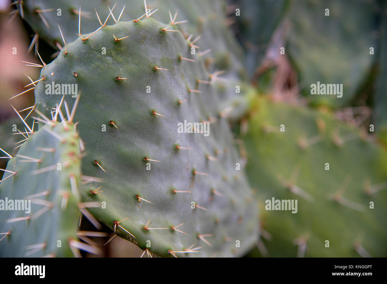 Spiky flat leafed cactus in western Greece Stock Photo - Alamy