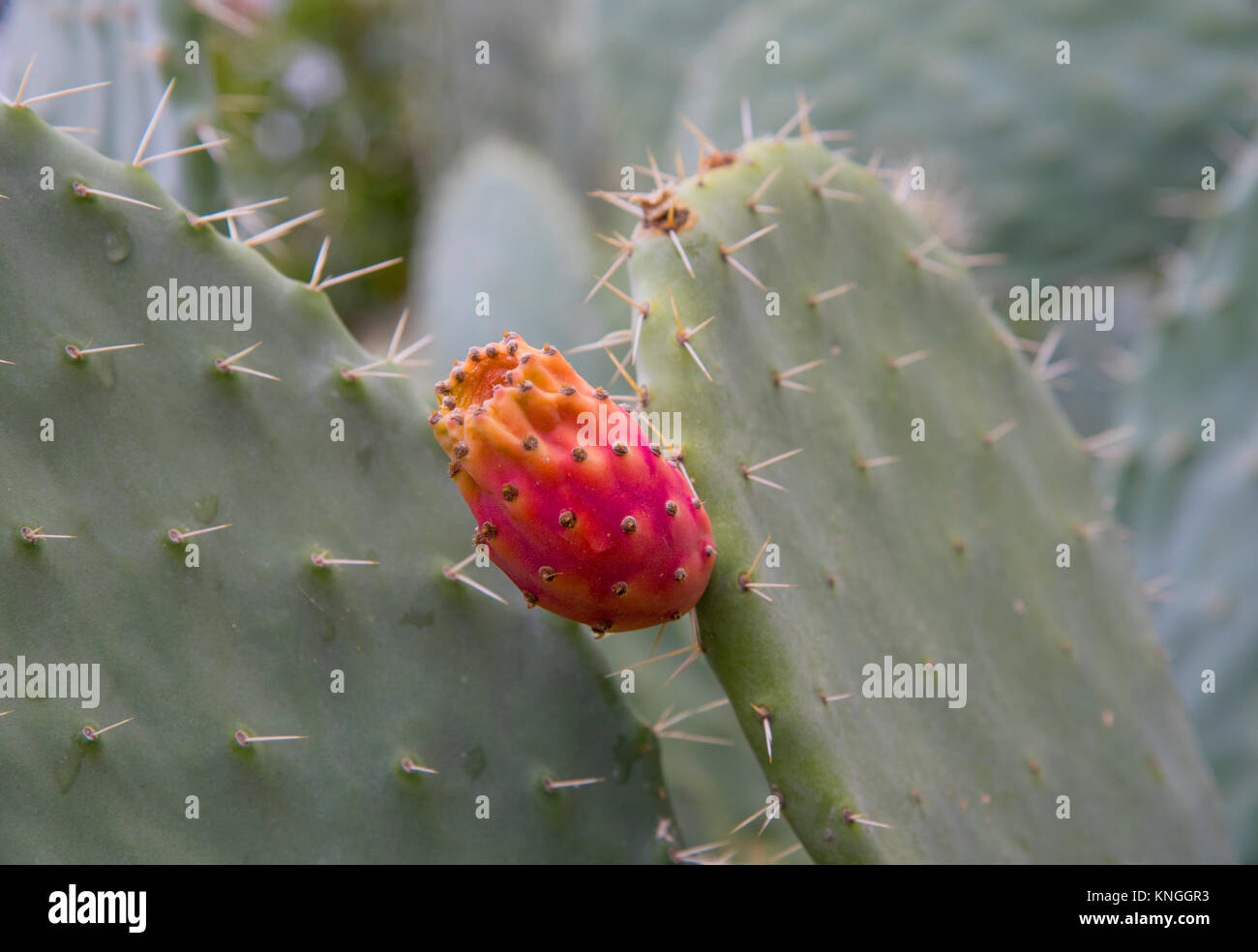 Succulent greece hi-res stock photography and images - Alamy