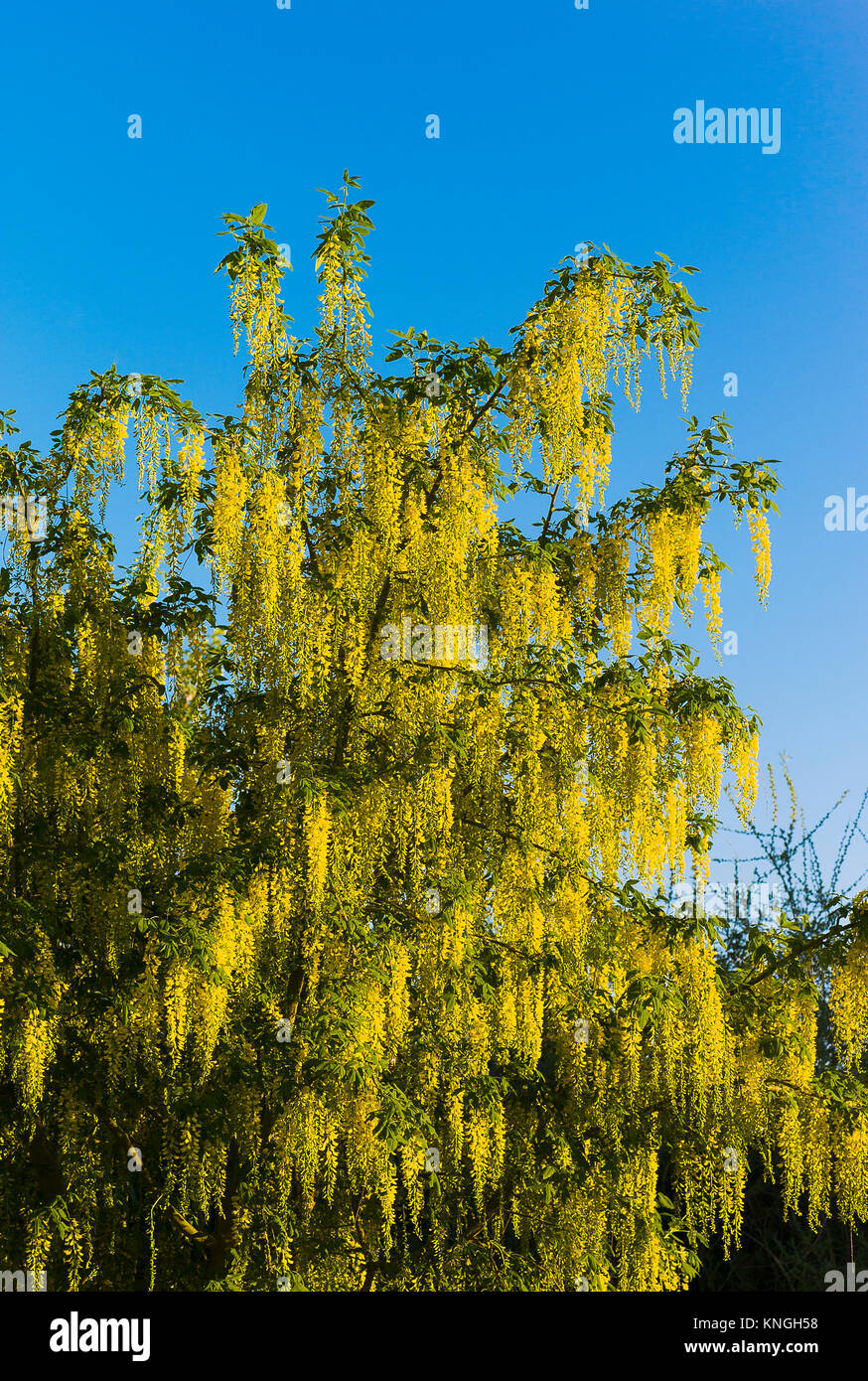 Flowering laburnum x watereri vossii in an Englsh garden in May Stock ...