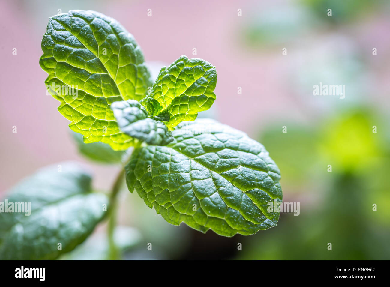 Bunch of fresh mint Stock Photo - Alamy