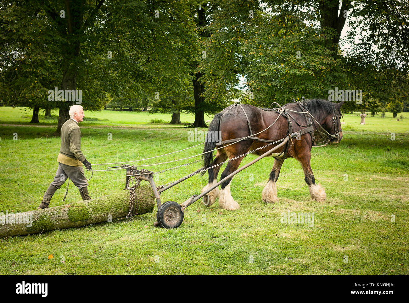 Horse hauling hi-res stock photography and images - Alamy