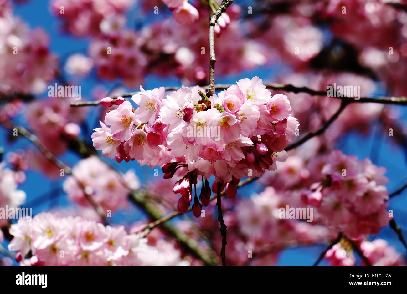 closeup of blooming japanese wild cherry Stock Photo - Alamy