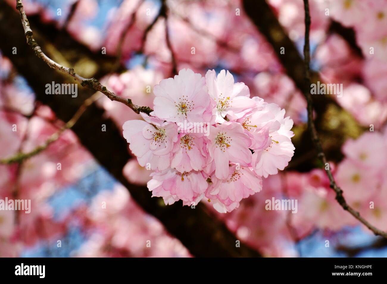 Japanese wild hi-res stock photography and images - Alamy