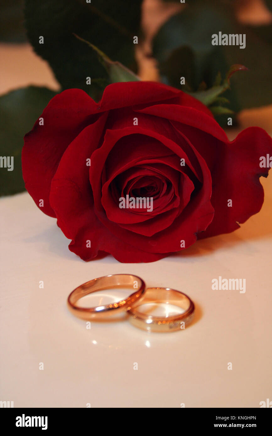 gold wedding rings on a background of red roses Stock Photo - Alamy