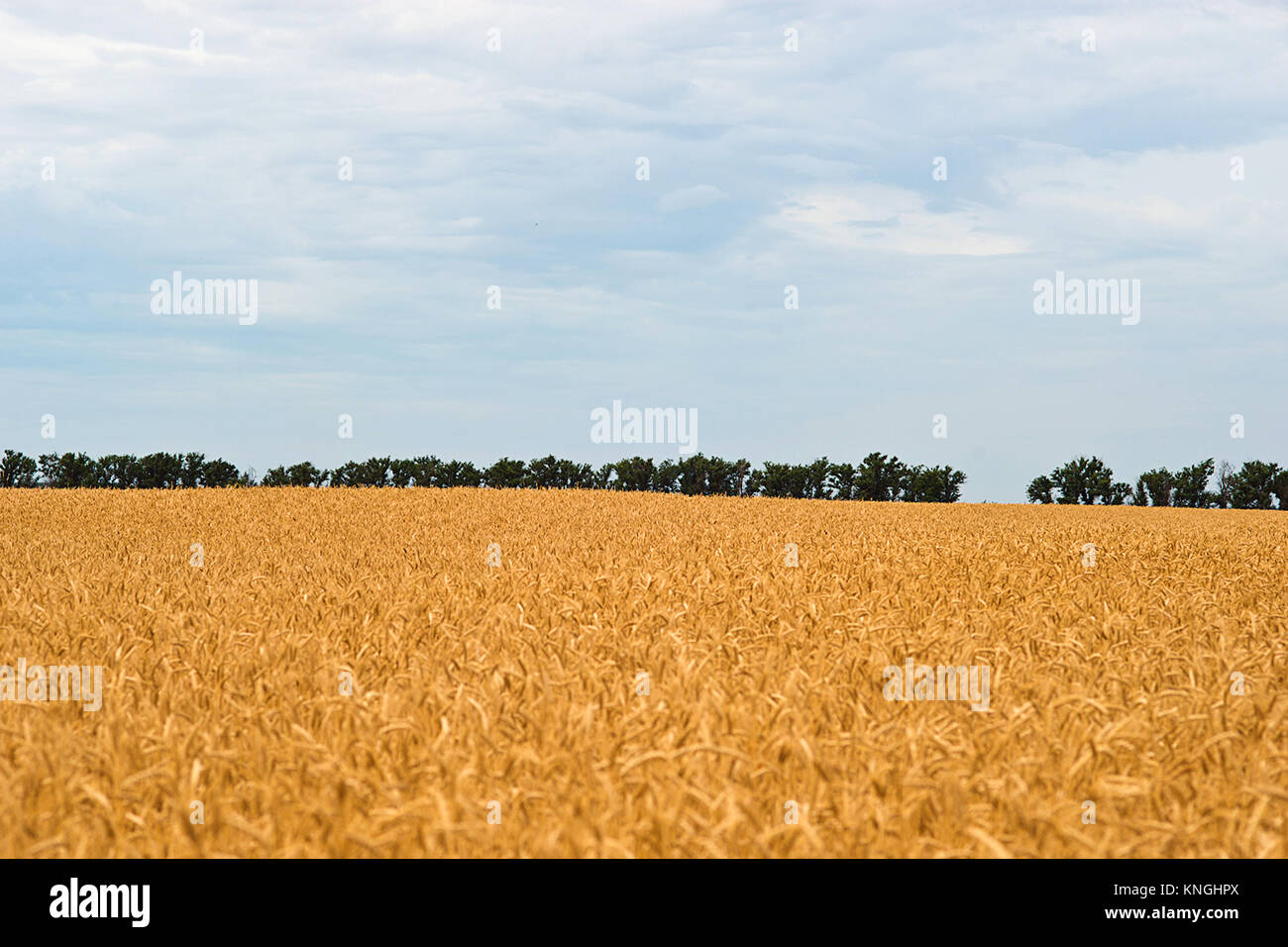 Grain cultivating agricultural area. The hard shell wheat is in the ...