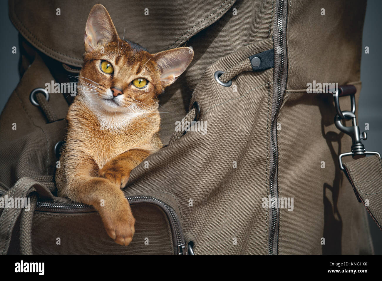 Animal longing photo hi-res stock photography and images - Alamy