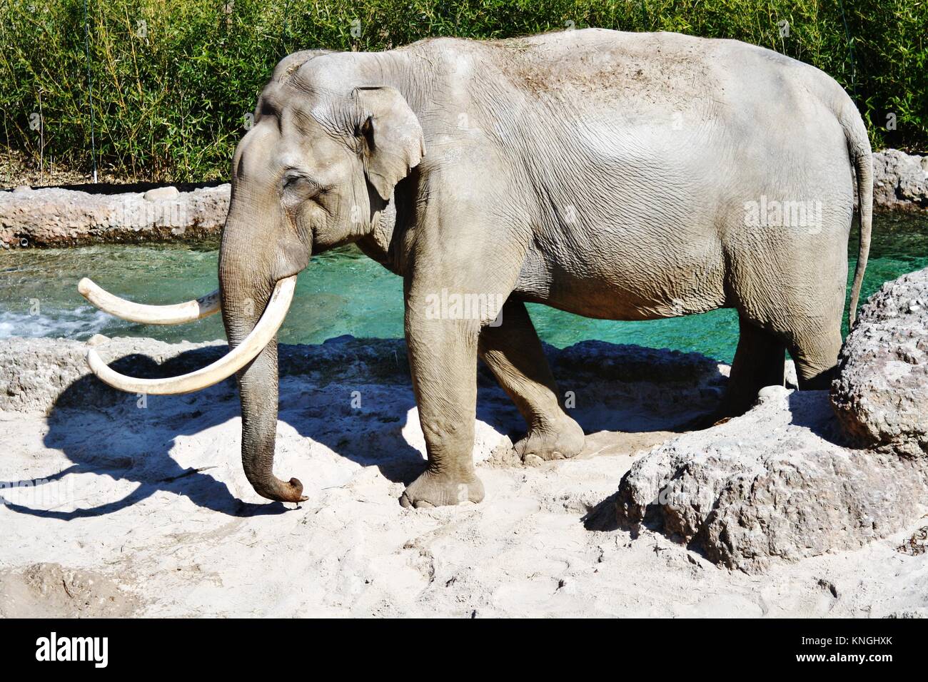 Huge ivory hi-res stock photography and images - Alamy