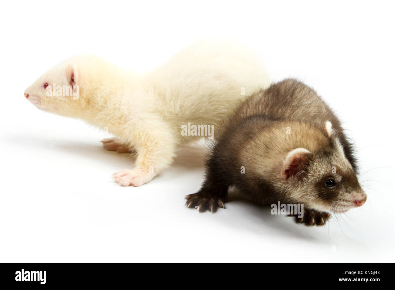 two ferret, lying on a white background Isolated on white background ...