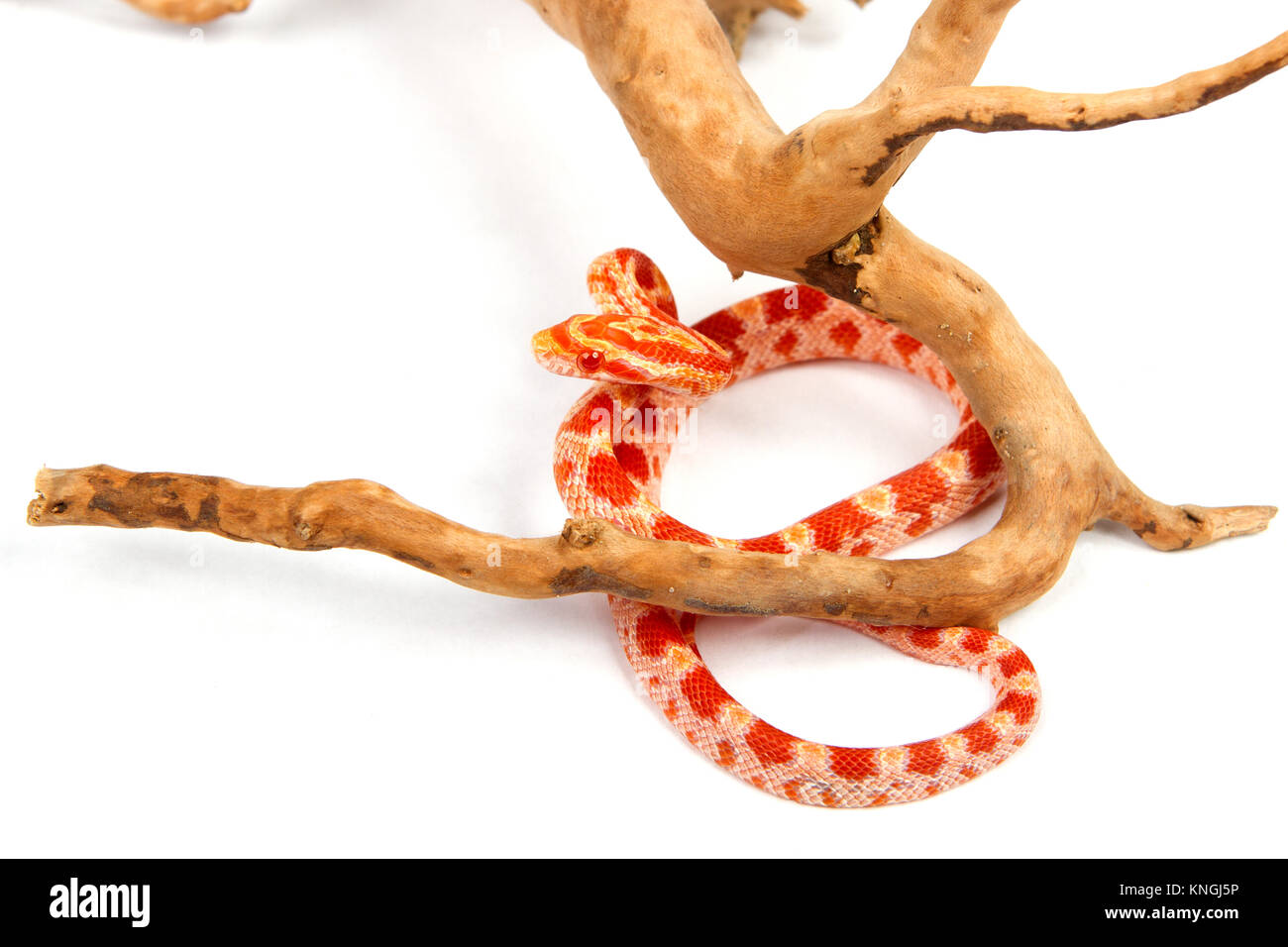 snake. elaphe guttata. young boa constrictor on a white background ...