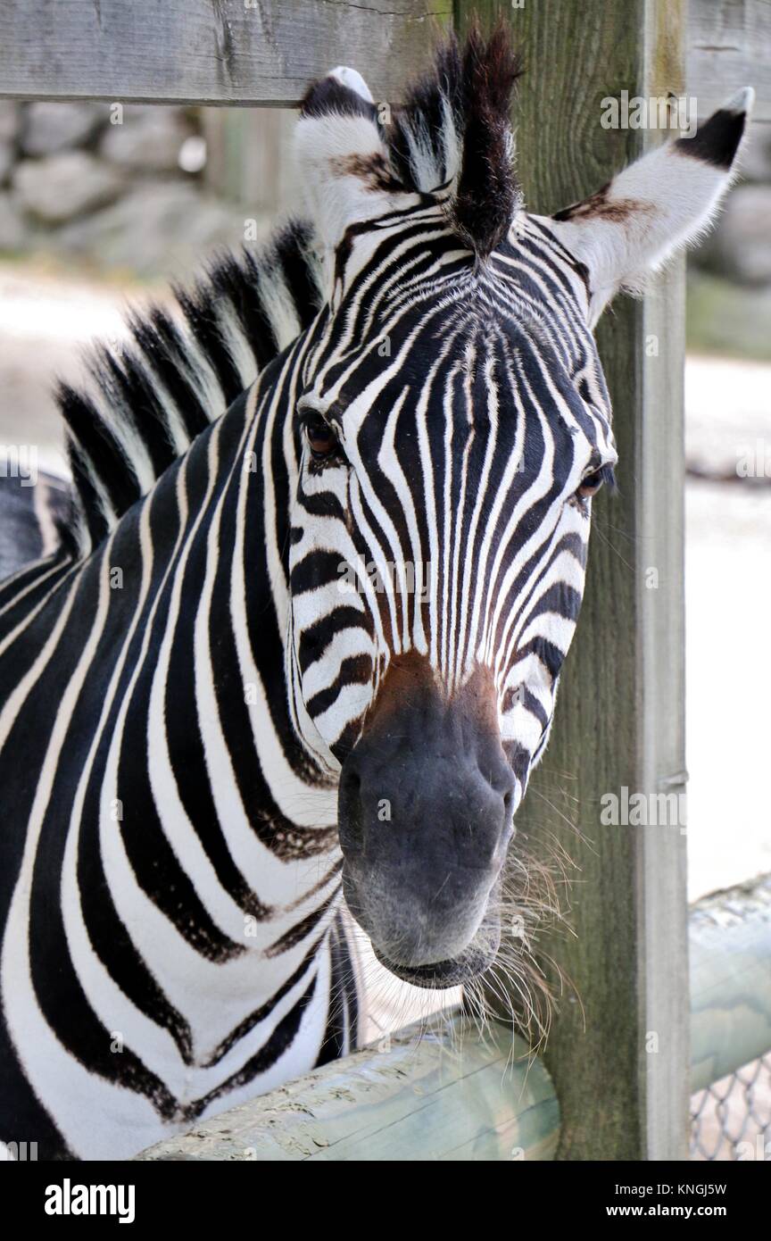 wondering looking curious Zebra Stock Photo - Alamy