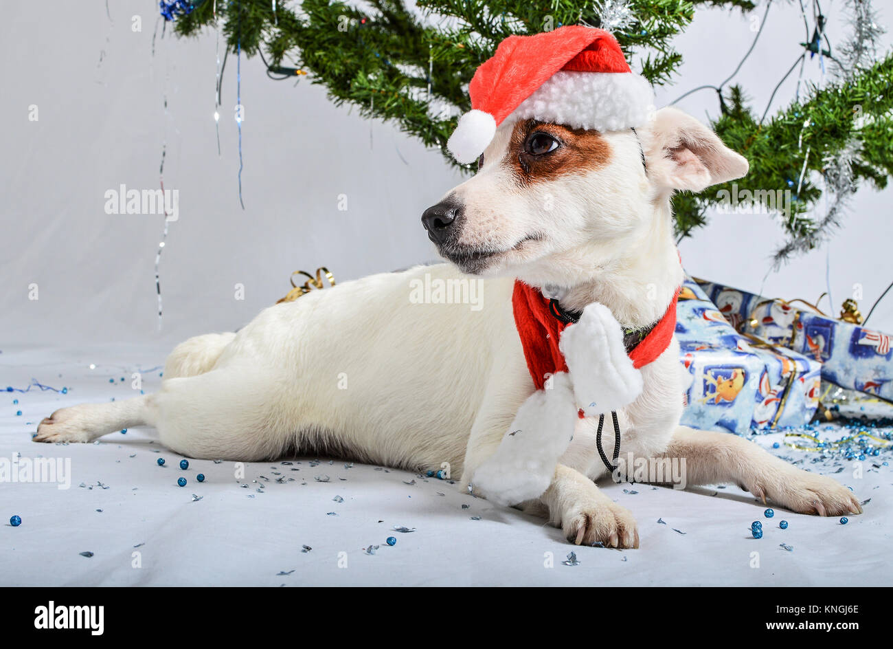 Christmas dog with presents lying under the tree Stock Photo - Alamy