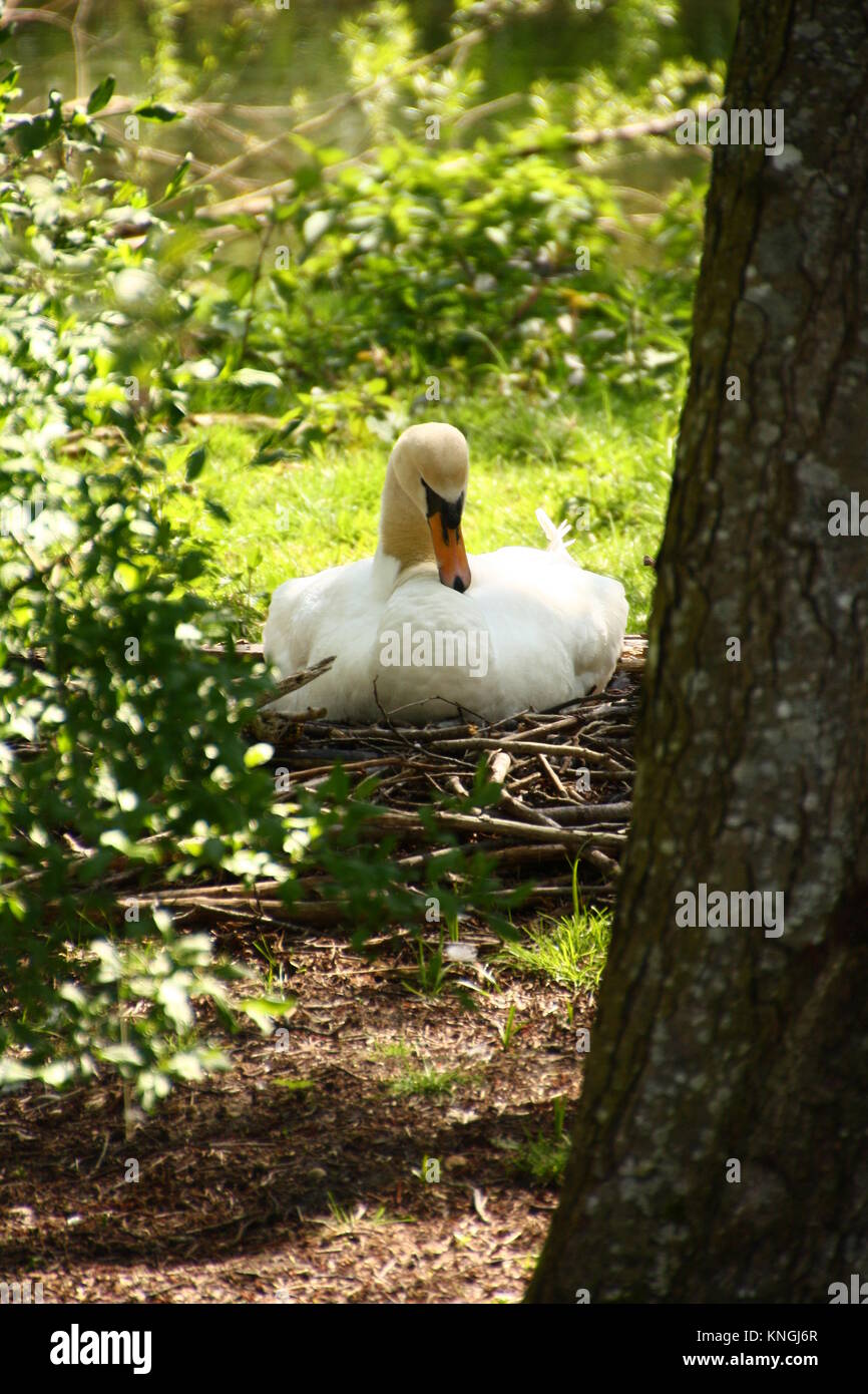 beautiful swan breeding on her eggs Stock Photo - Alamy