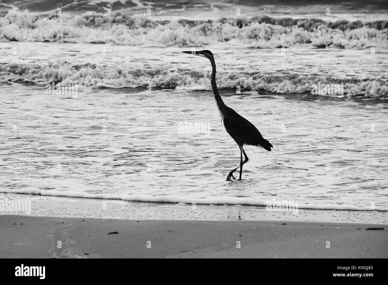 A Little Contrast Stock Photo - Alamy