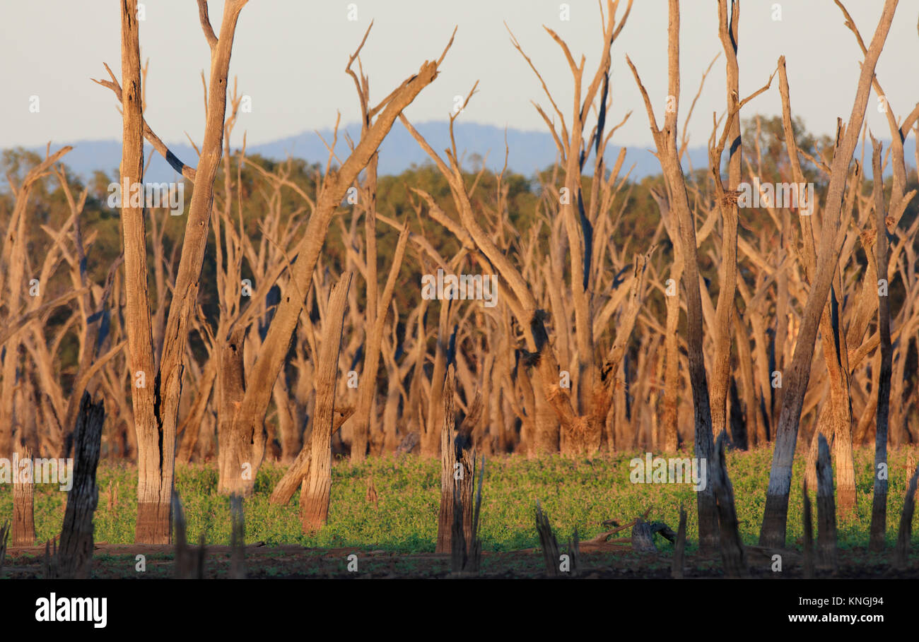 dead trees line the waters edge of an Australian outback lagoon Stock ...