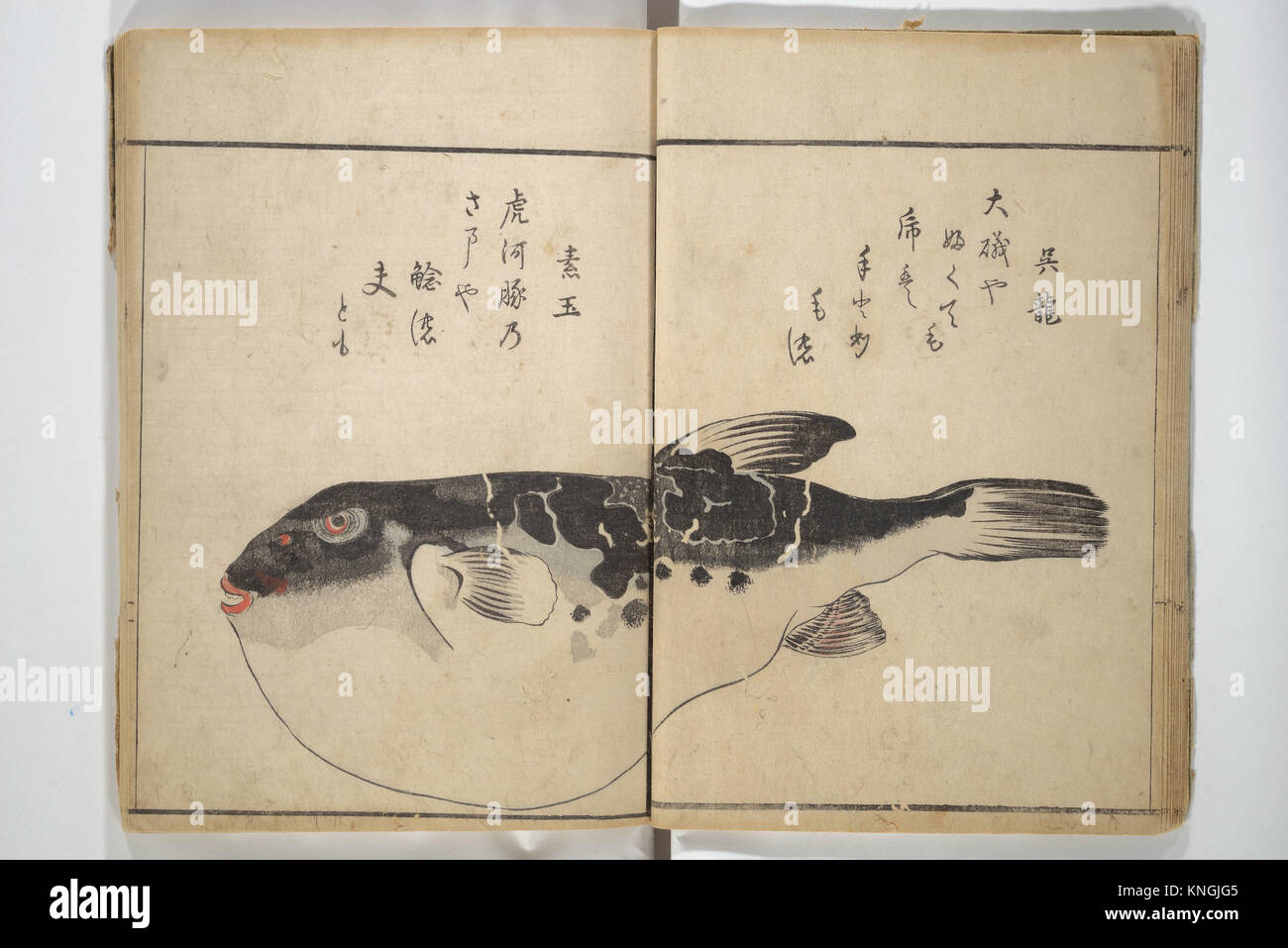 Image of sea shells hi-res stock photography and images - Alamy