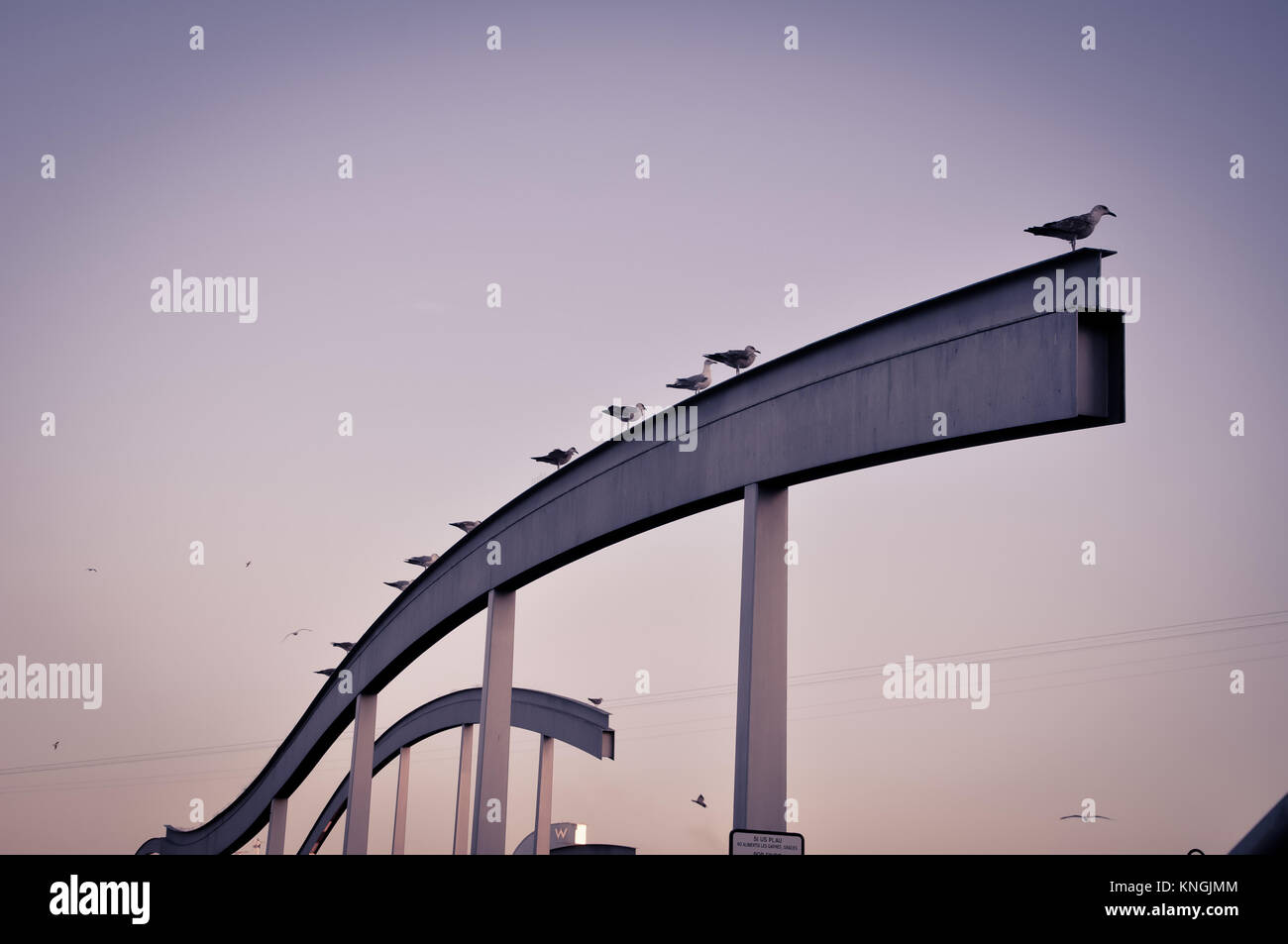 Seagulls on beam Stock Photo - Alamy