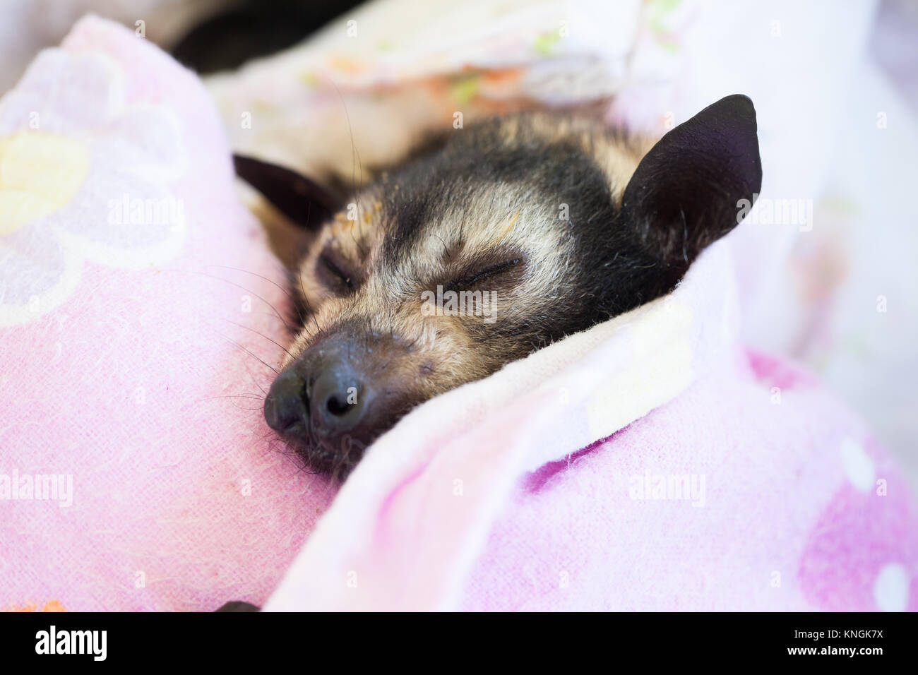 Flying fox pup hi-res stock photography and images - Alamy