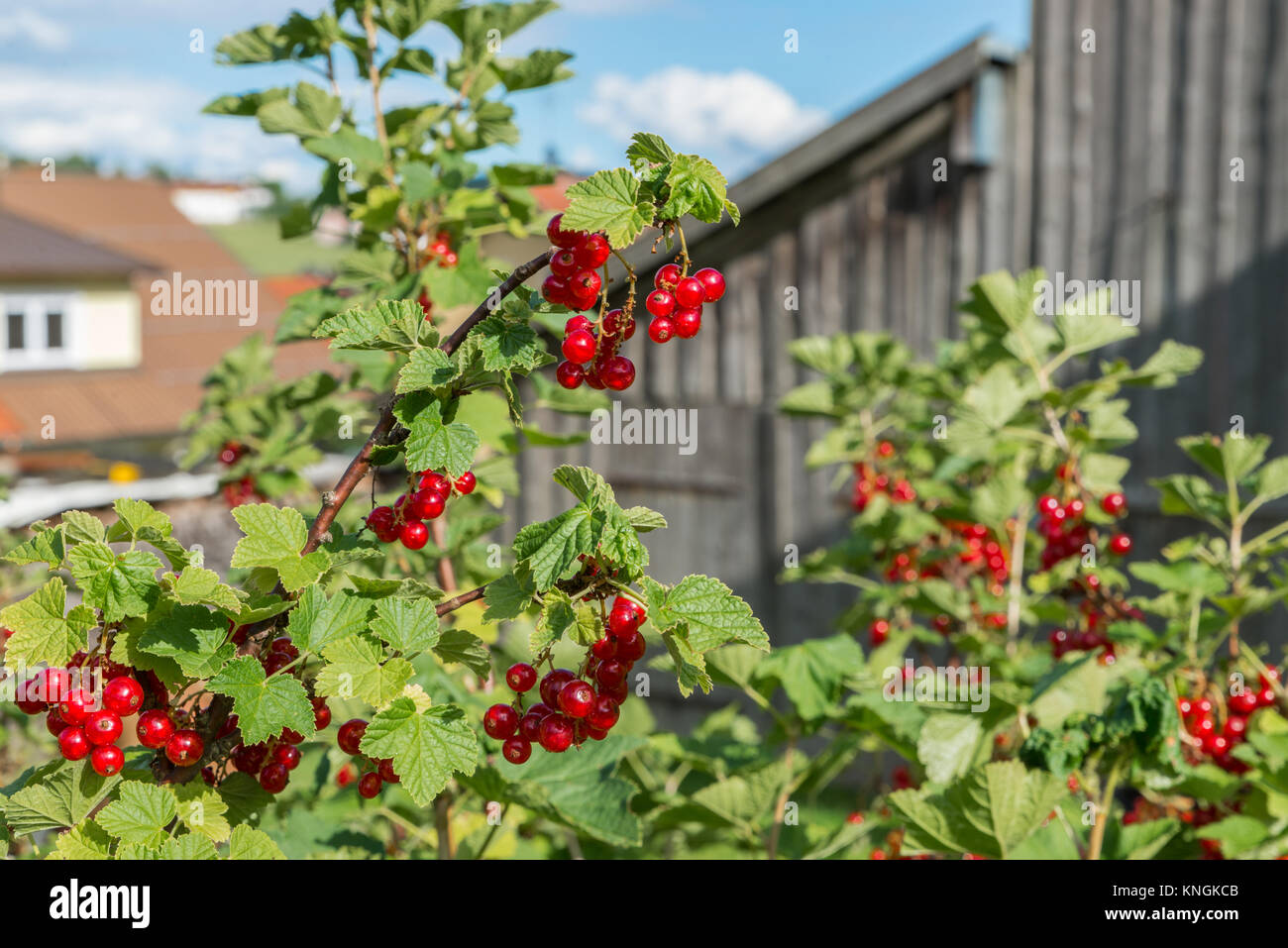 Ripe red fruits on a currant bush Stock Photo - Alamy