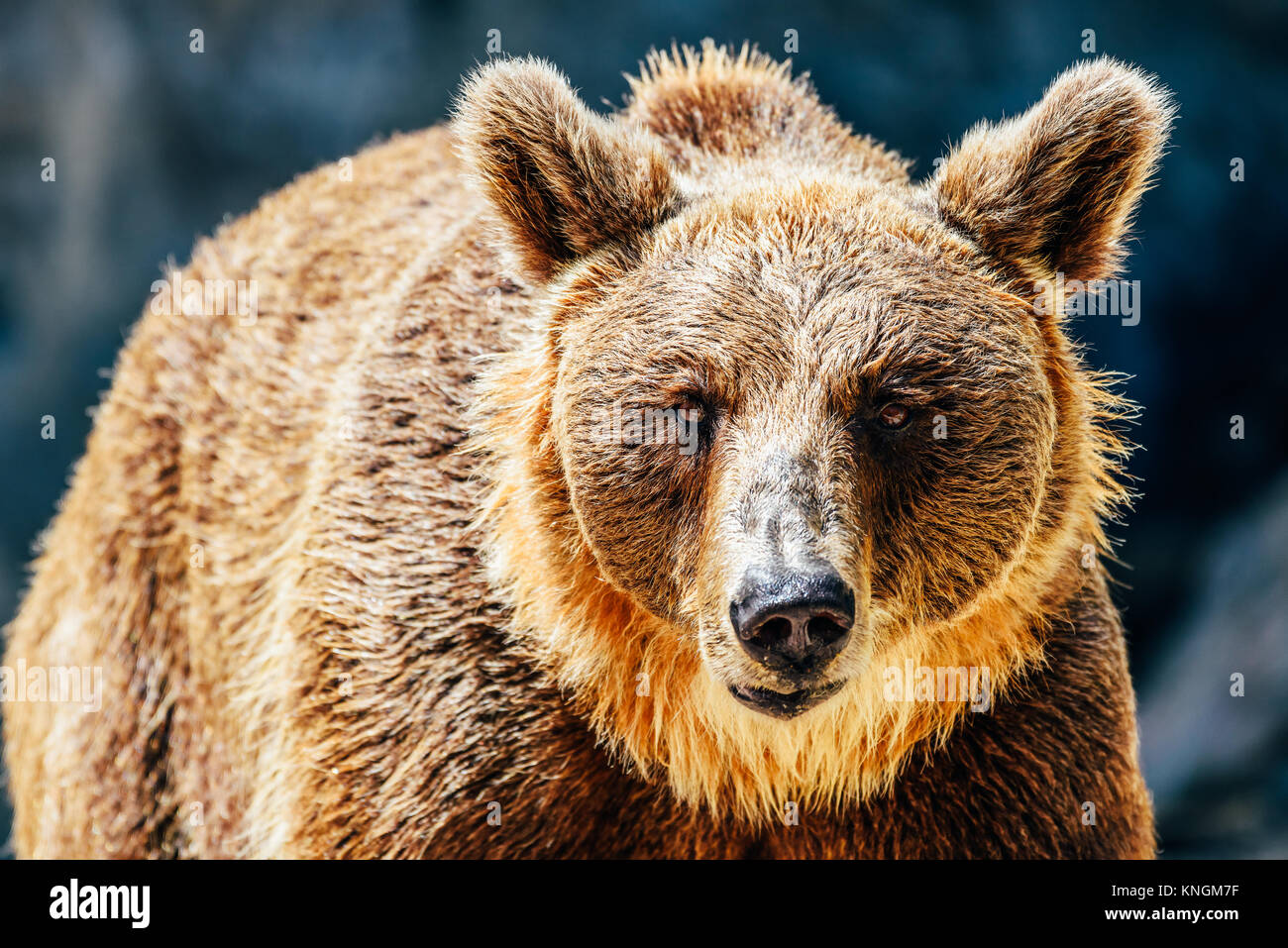Brown Bear (Ursus Arctos) Portrait Stock Photo - Alamy