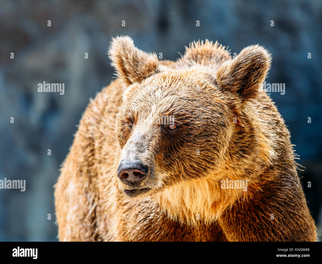 Brown Bear (Ursus Arctos) Portrait Stock Photo - Alamy
