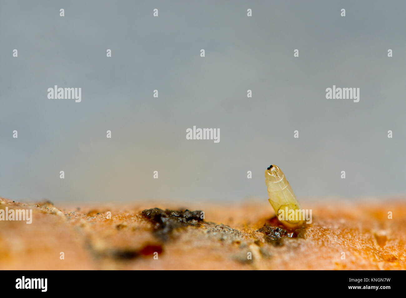 Close-up of the damaging carrot fly larvae (maggot) Chamaepsila rosae ...
