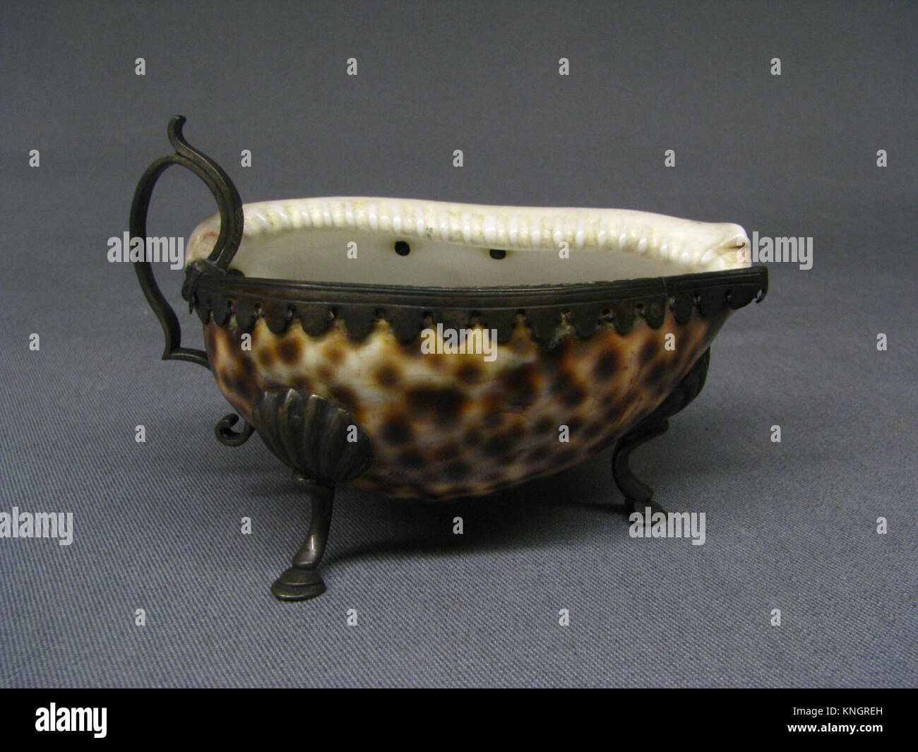 A cowrie shell used historically as currency and adornment, reflecting ...