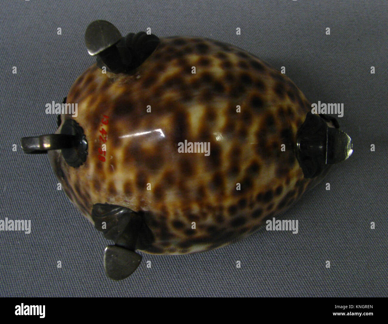 This cowrie shell represents ancient currency and adornment, used ...
