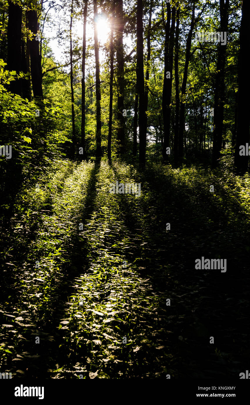 Summer scene with lush greenery, sun and shadows. Spinney lit by ...