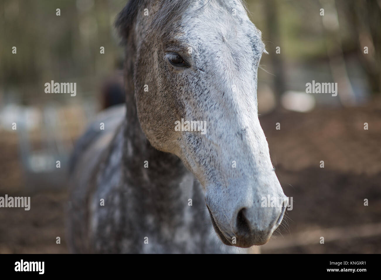 Portraits of corse Stock Photo - Alamy