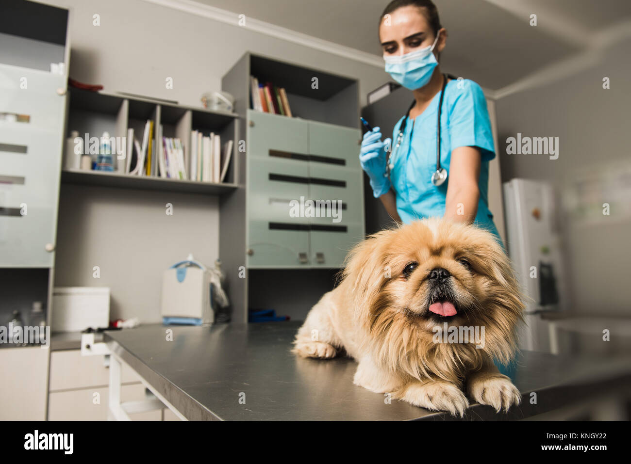 Young vet doctor giving vaccination injection to pet dog Stock Photo ...