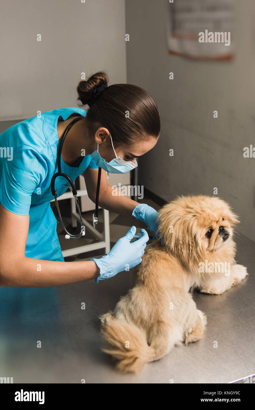 Young vet doctor giving vaccination injection to pet dog Stock Photo ...
