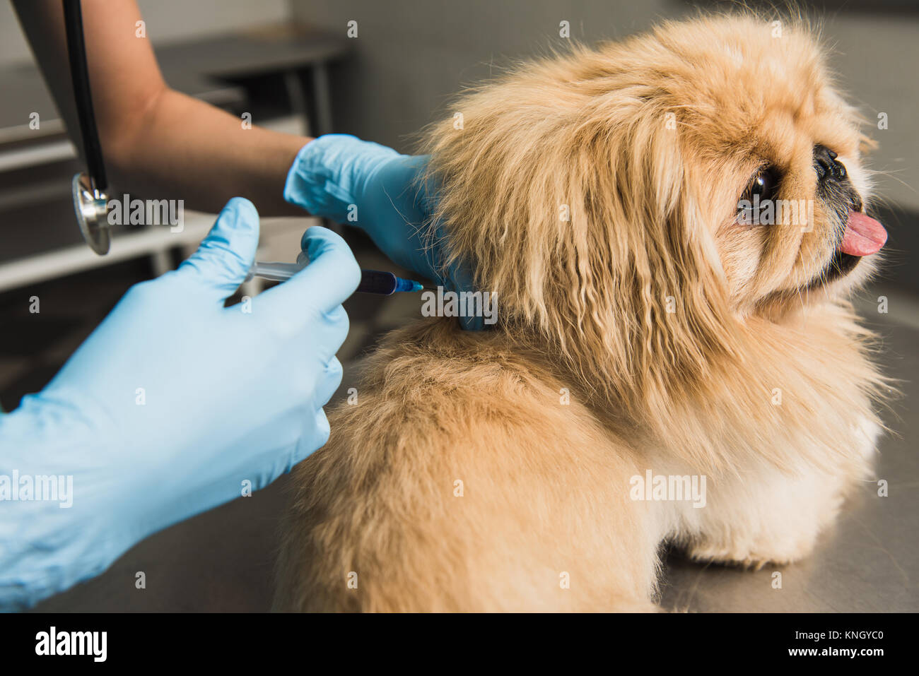 Doctor giving injection to dog hi-res stock photography and images - Alamy