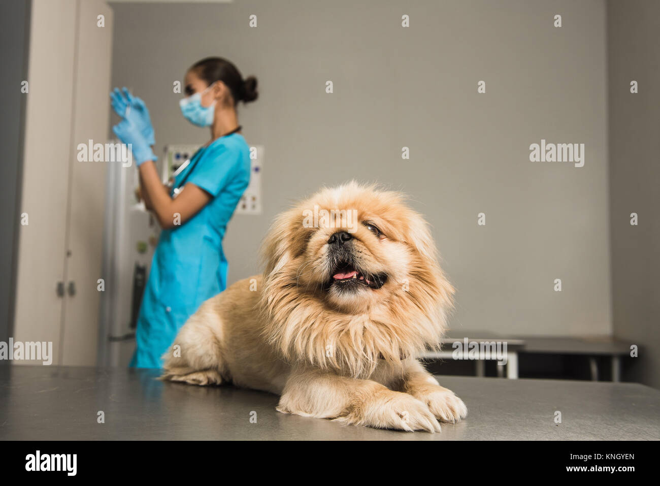 Young vet doctor giving vaccination injection to pet dog. Focus on the ...