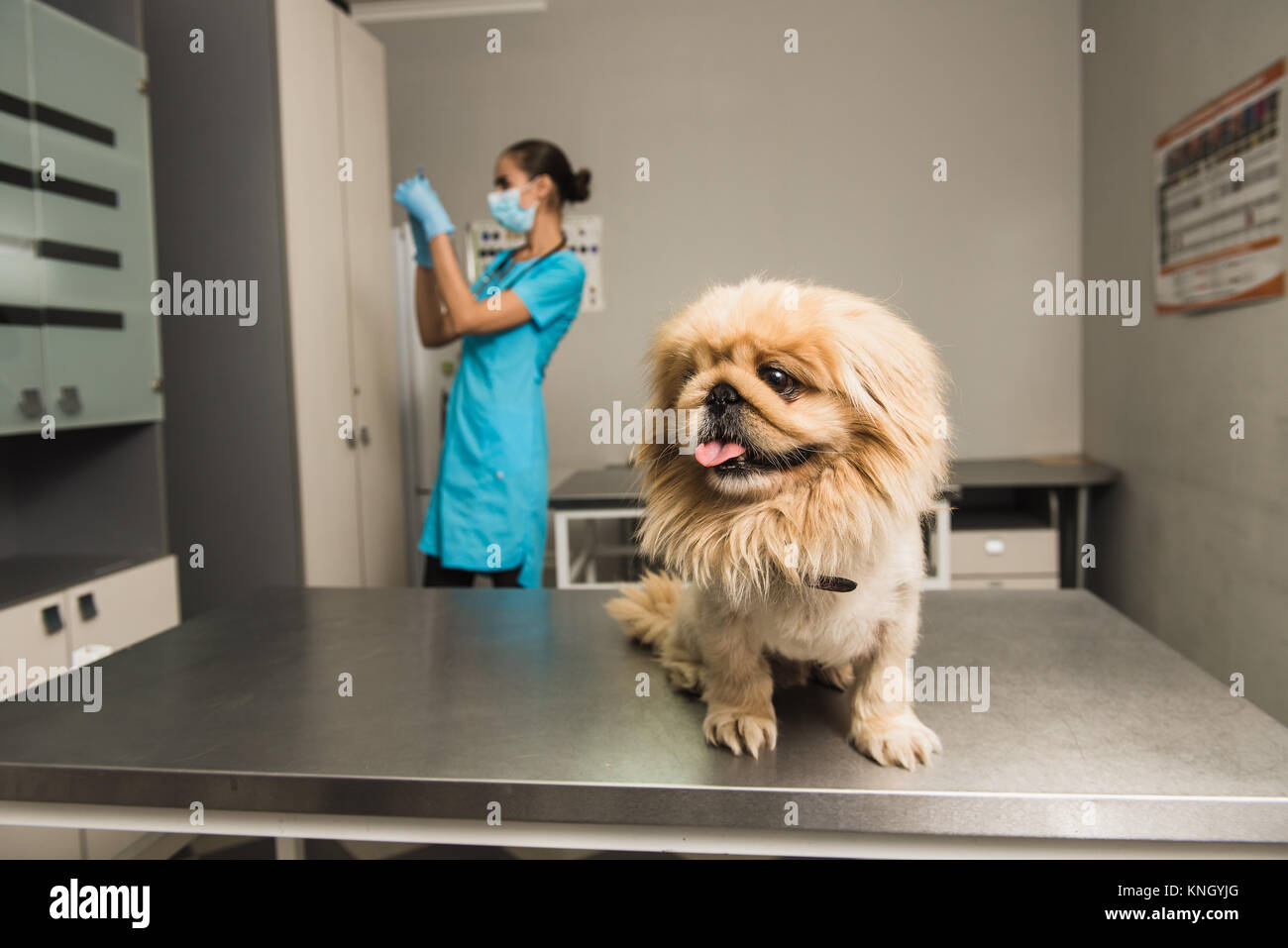 Young vet doctor giving vaccination injection to pet dog. Focus on the ...