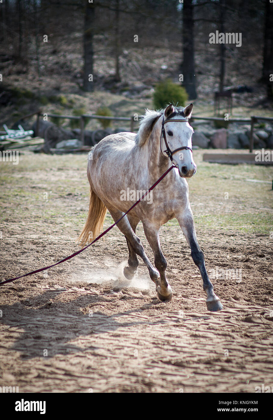Portraits of corse Stock Photo - Alamy