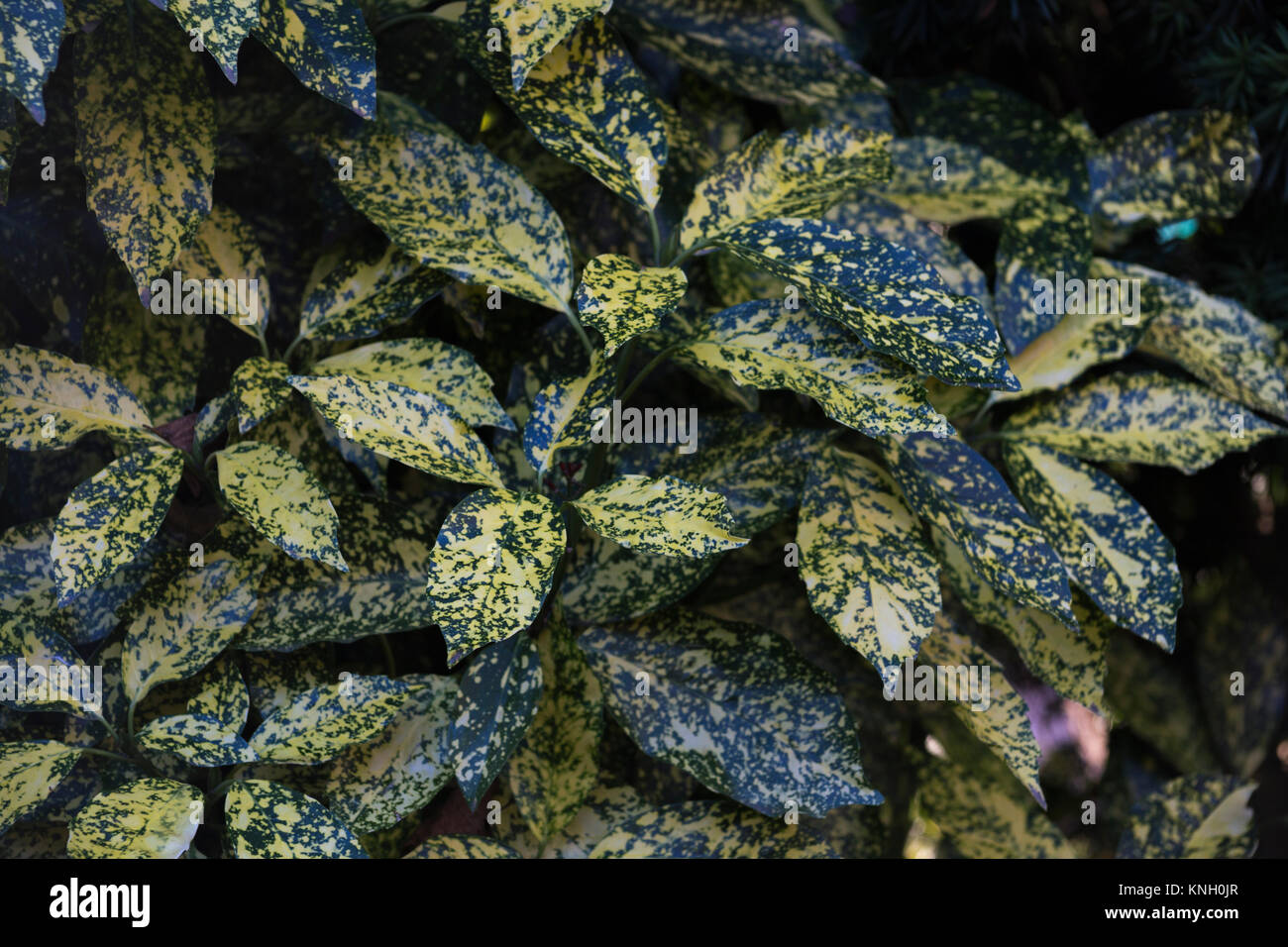 Aucuba japonica 'Variegata' Stock Photo - Alamy