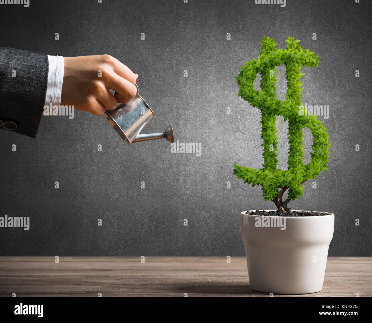 Concept of investment income and growth with money tree in pot Stock ...