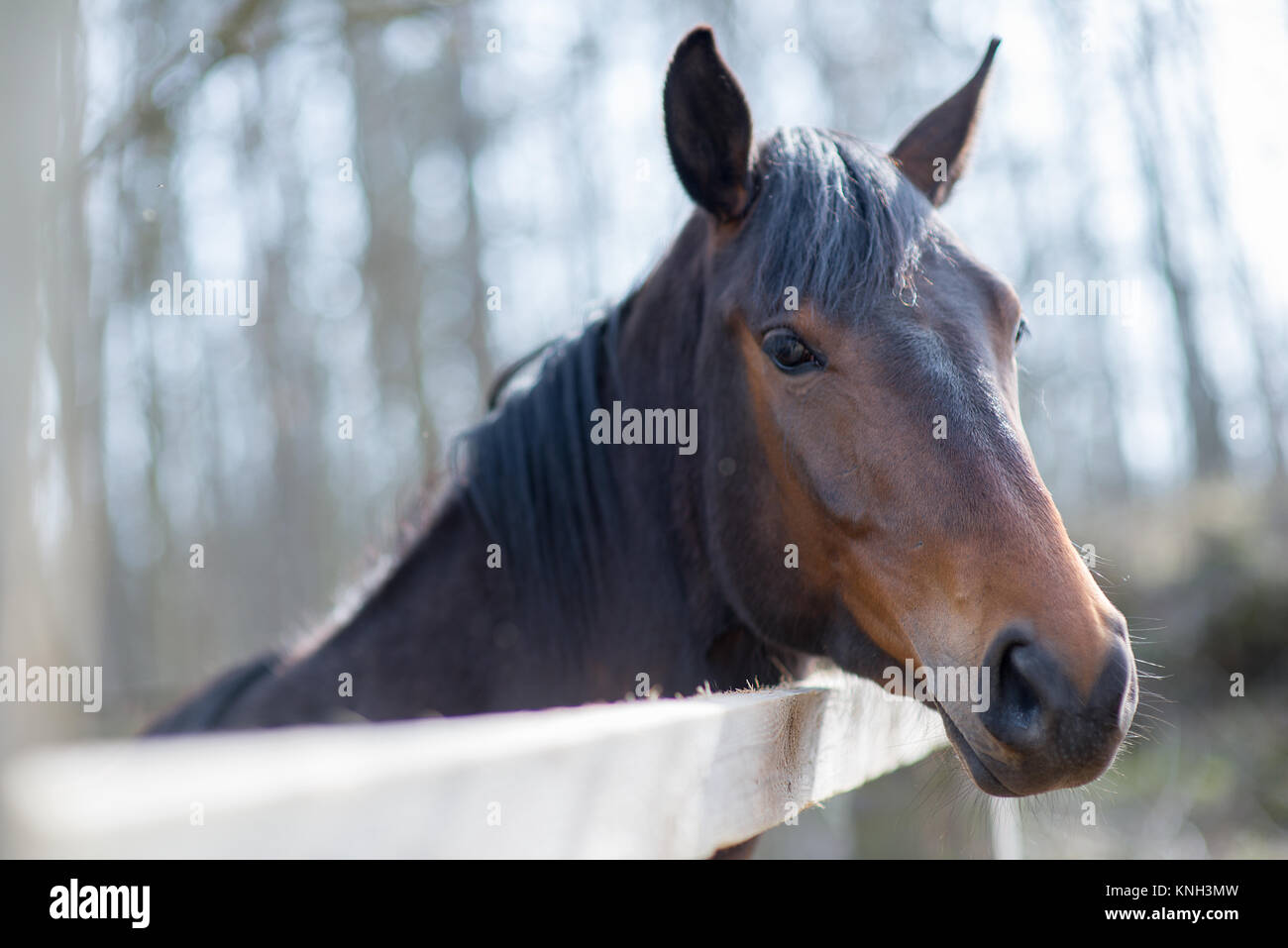 Portraits of corse Stock Photo - Alamy