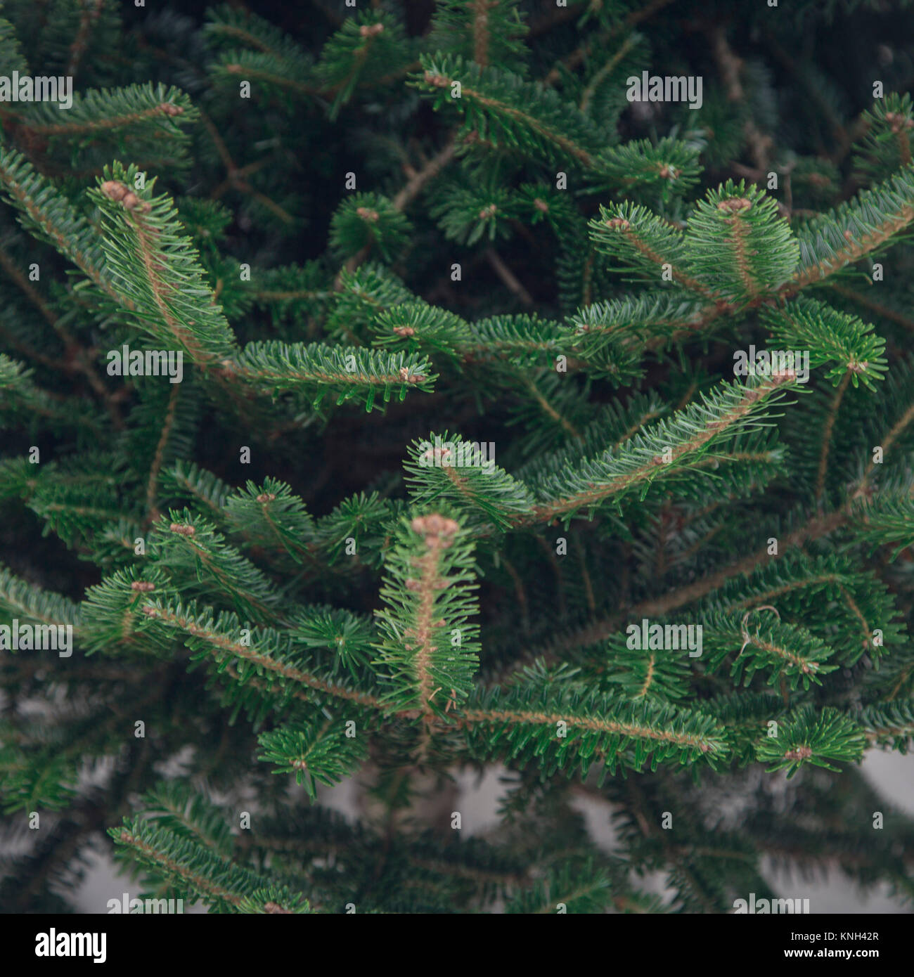 Fir tree close up hi-res stock photography and images - Alamy