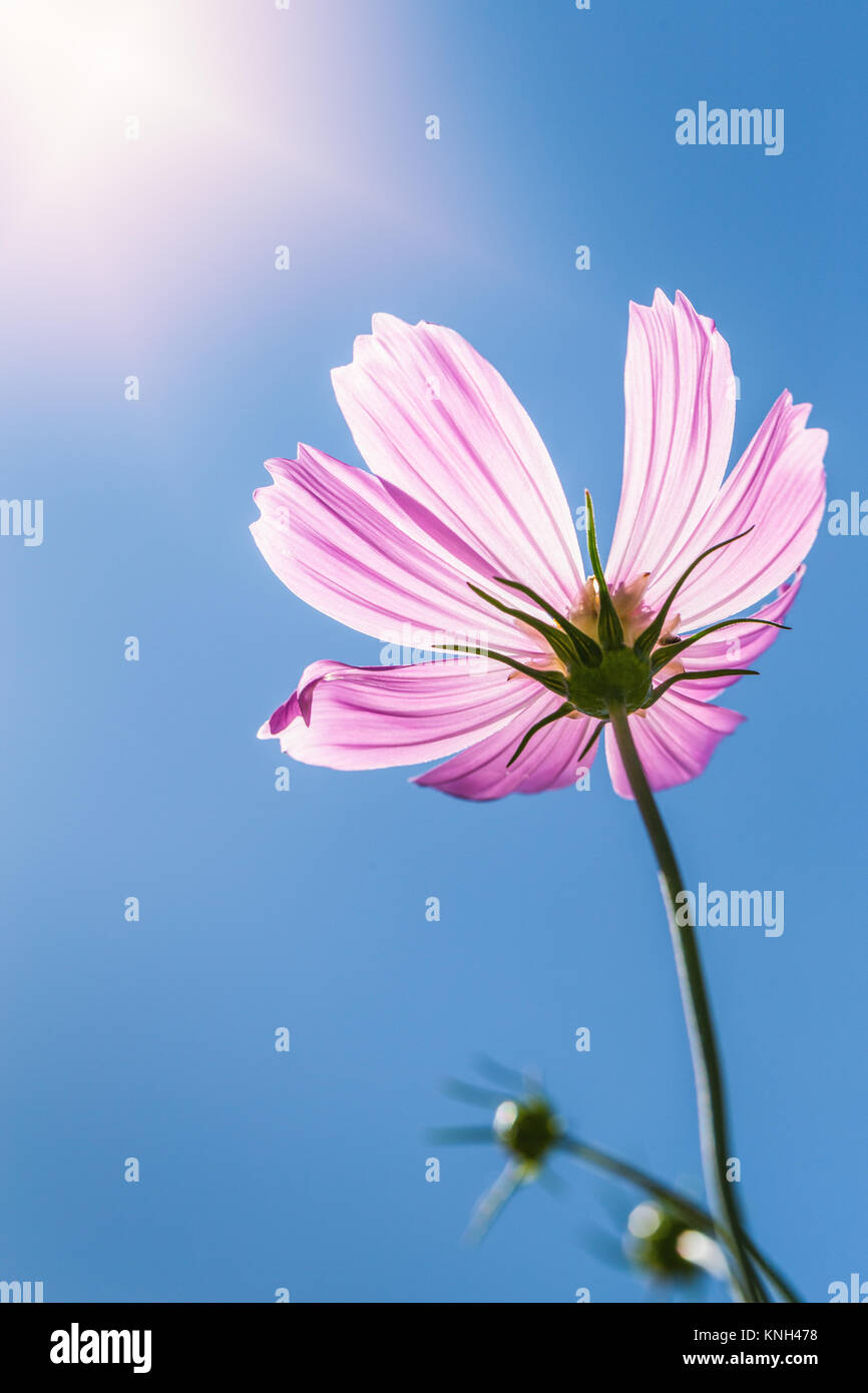 Blue star blossom hi-res stock photography and images - Alamy