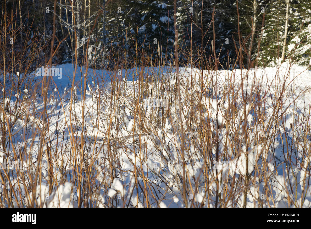 Shrubs in a snow covered landscape in Norway Stock Photo - Alamy
