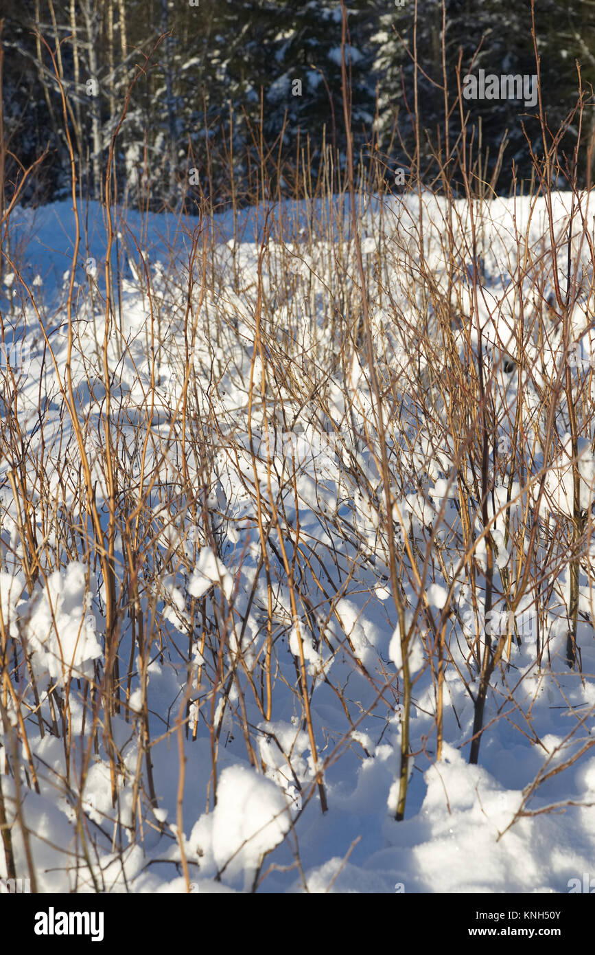 Shrubs in a snow covered landscape in Norway.vertical Stock Photo - Alamy